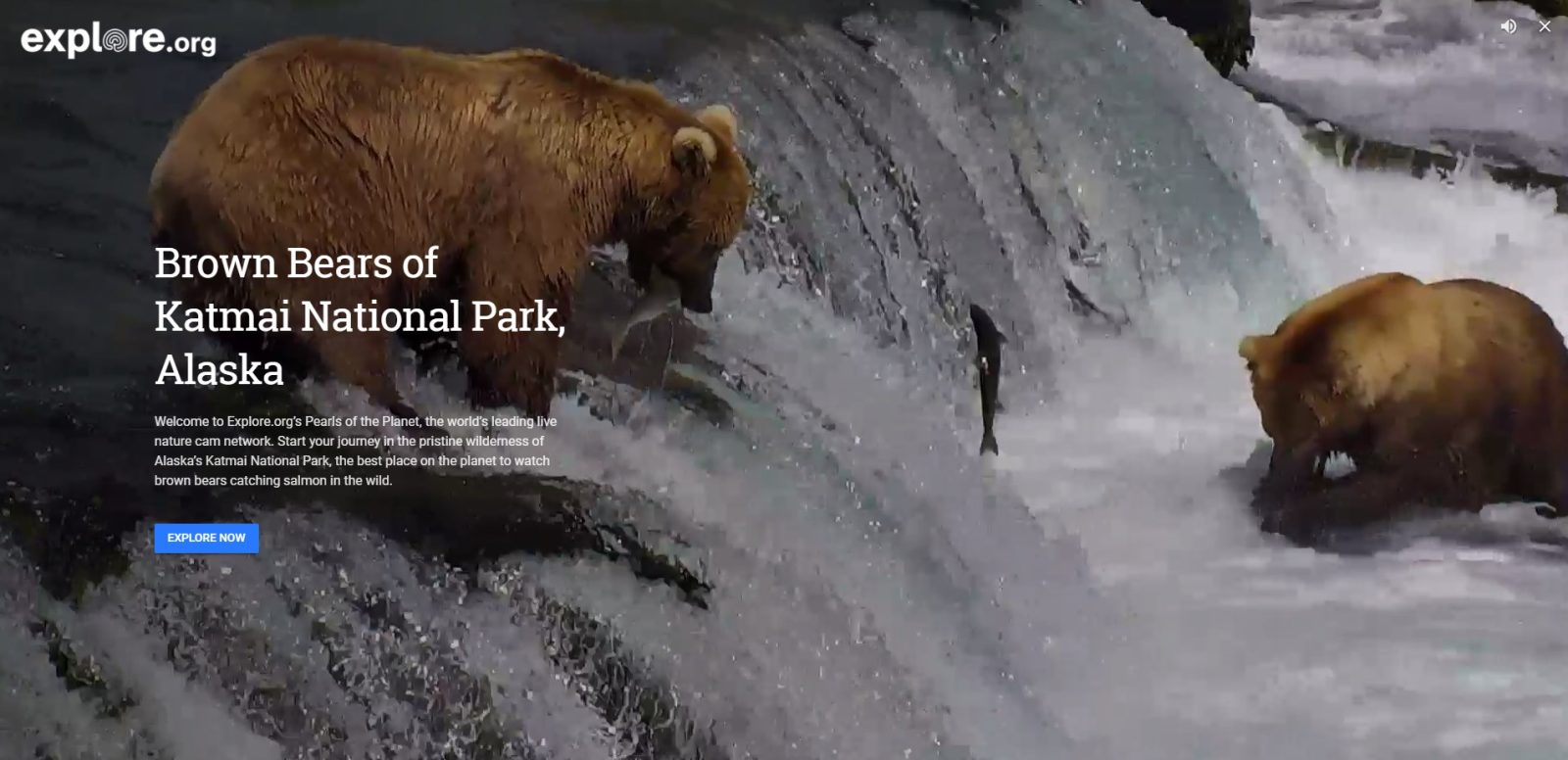 Google Earth now has a few live video feeds courtesy of Explore.org