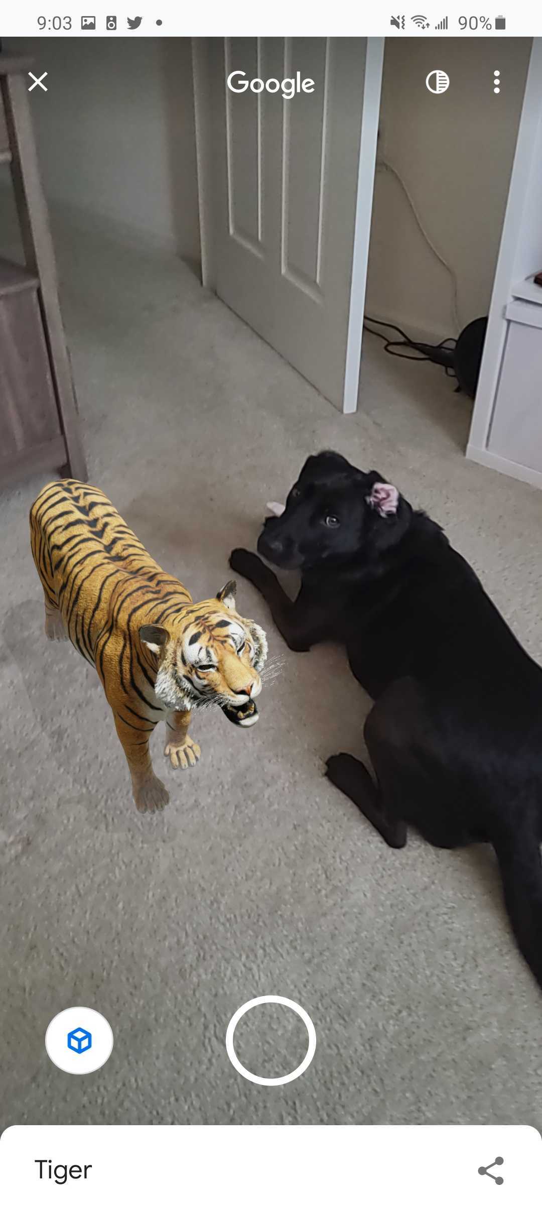 Google 3D animals list: Lions, tigers, dinos and more! - 9to5Google