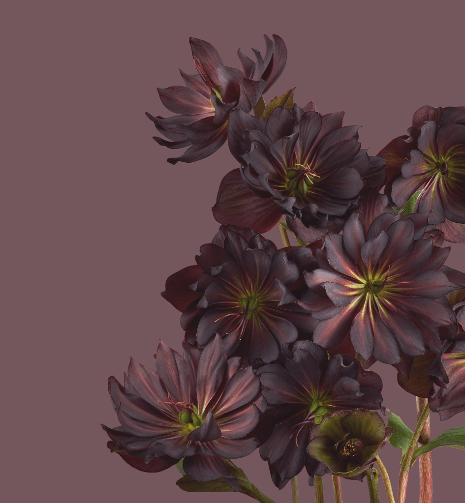 Pixel 6 wallpapers leak w/ colorful plant and flower theme - 9to5Google