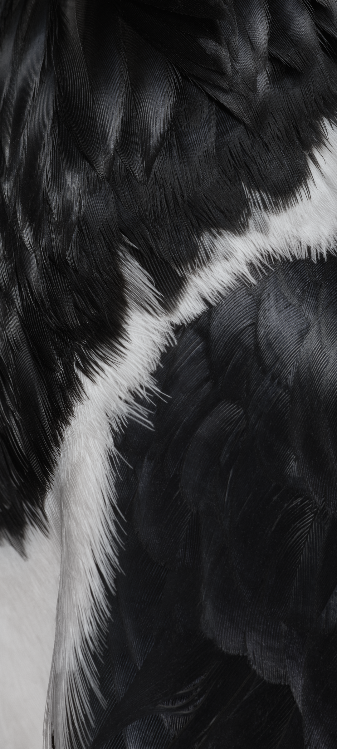 Download 'Feathers' wallpapers from the Pixel 7 and Pixel 7 Pro