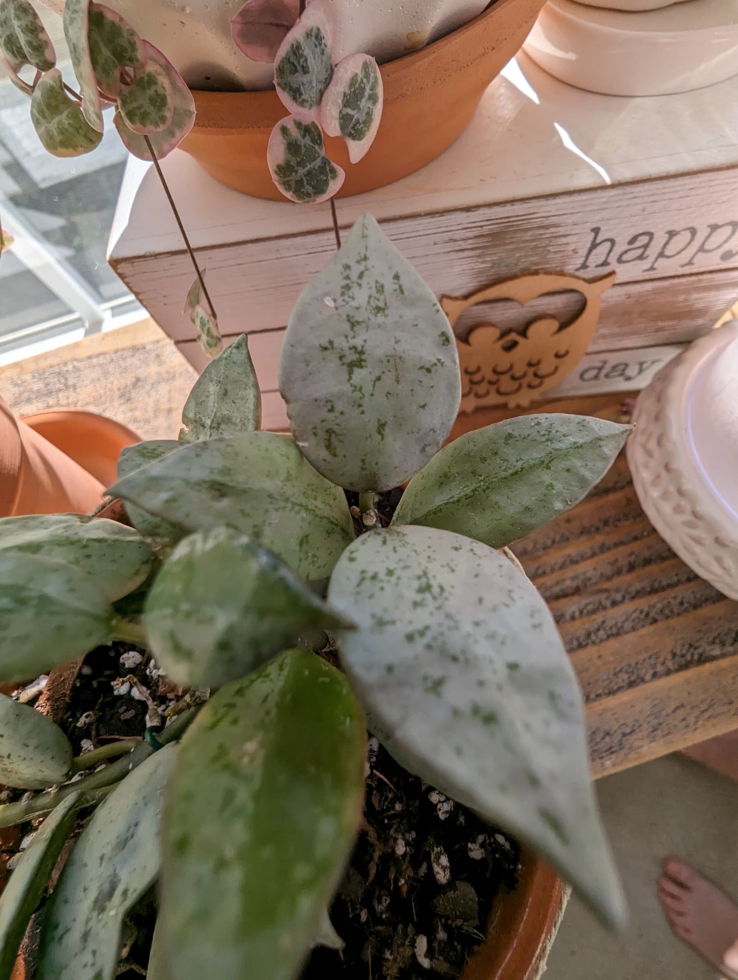 Here's what every camera on the Pixel 7 Pro does