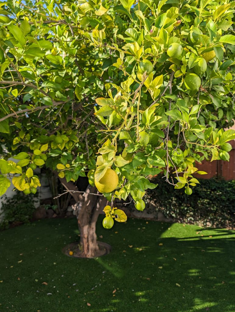 Pixel 8 Pro camera samples show off Night Sight, zoom [Gallery]