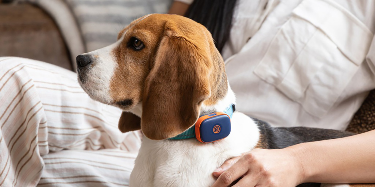 Life360 Pet GPS Collar debuts for $50 – how it compares to Fi