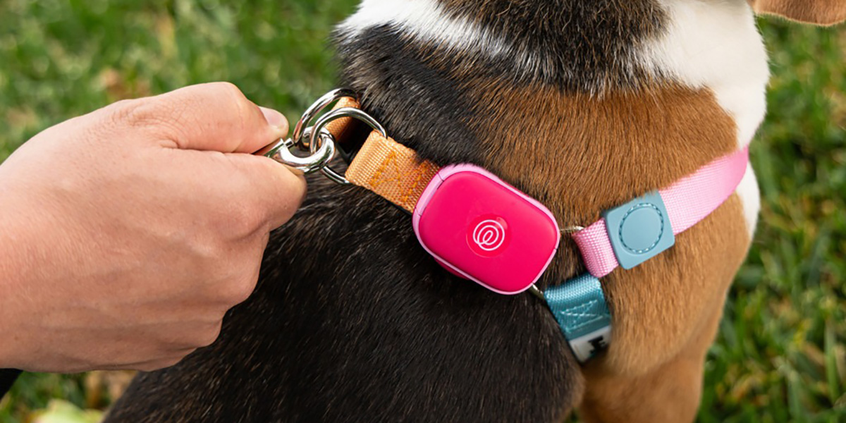 Life360 Pet GPS Collar debuts for $50 – how it compares to Fi