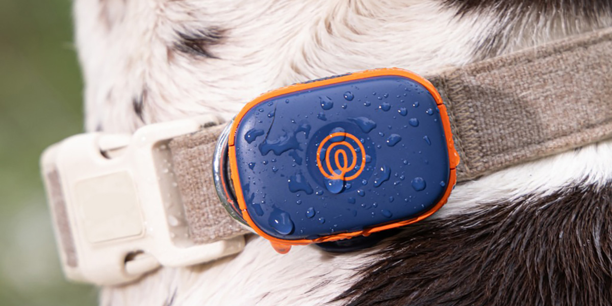 Life360 Pet GPS Collar debuts for $50 – how it compares to Fi